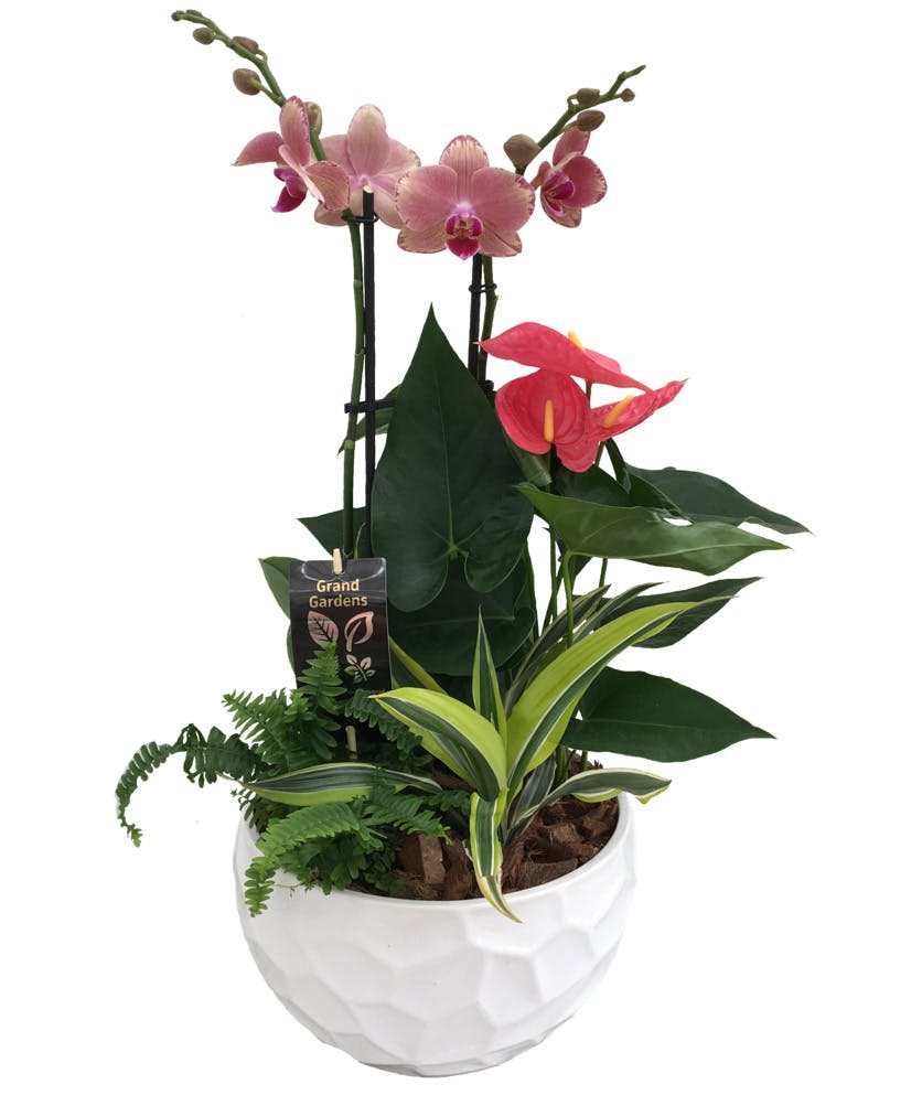 Round Orchid Planter - Ital Florist Toronto Ontario